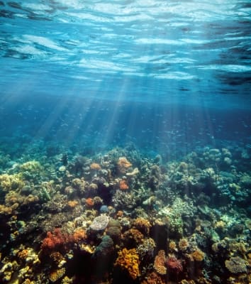 Ocean Visions | Ocean-Based Carbon Dioxide Removal