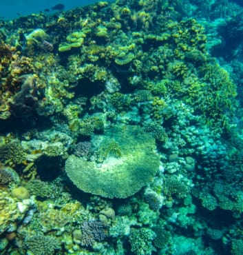 Ocean Visions | Ocean-Based Carbon Dioxide Removal