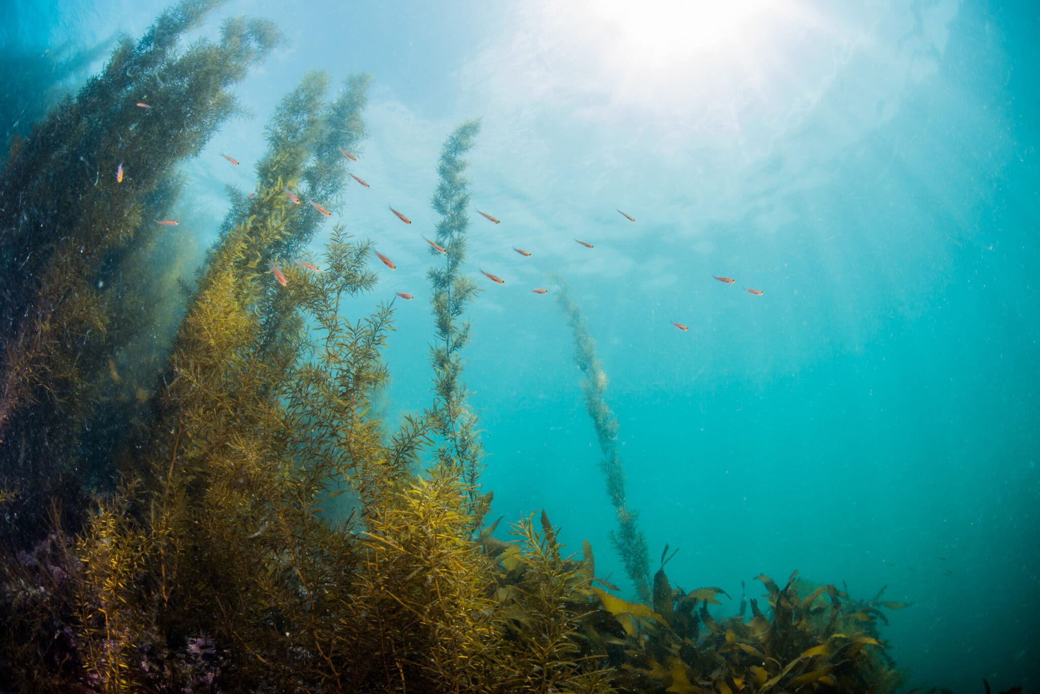 Ocean Visions | Catalyzing Solutions For Ocean Health